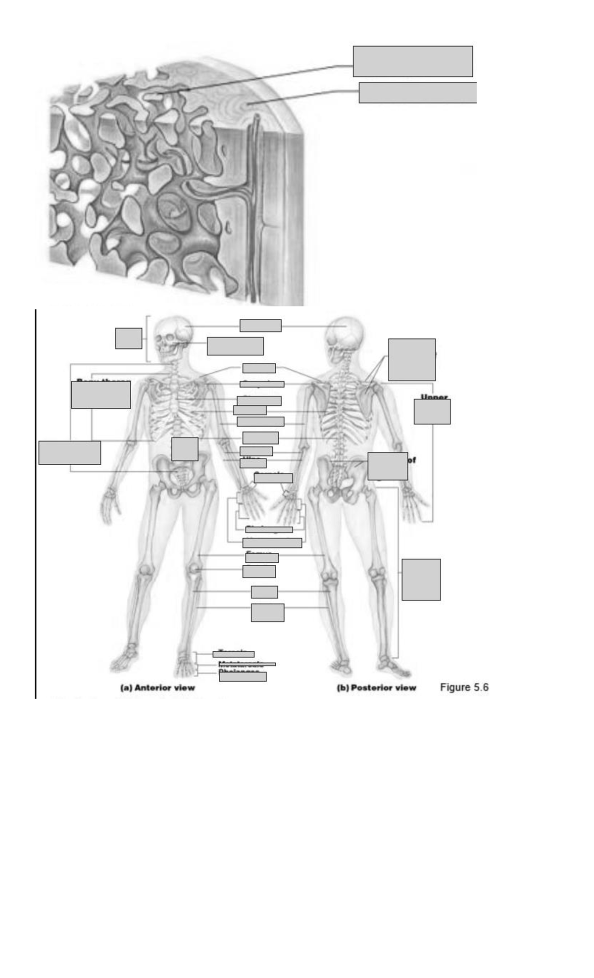 skeletal system bones chapter 5 - Radiologic Technology - Studocu