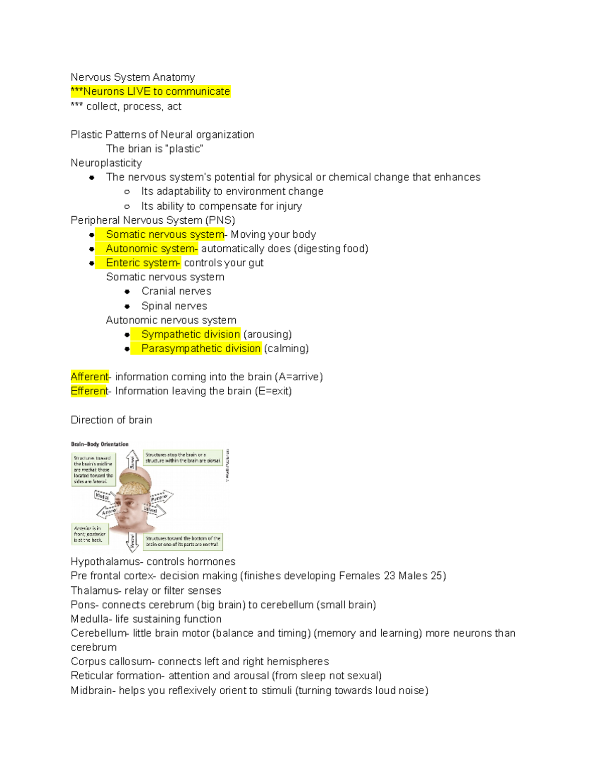 CH 2 intro to brain and behavior - Nervous System Anatomy ***Neurons ...