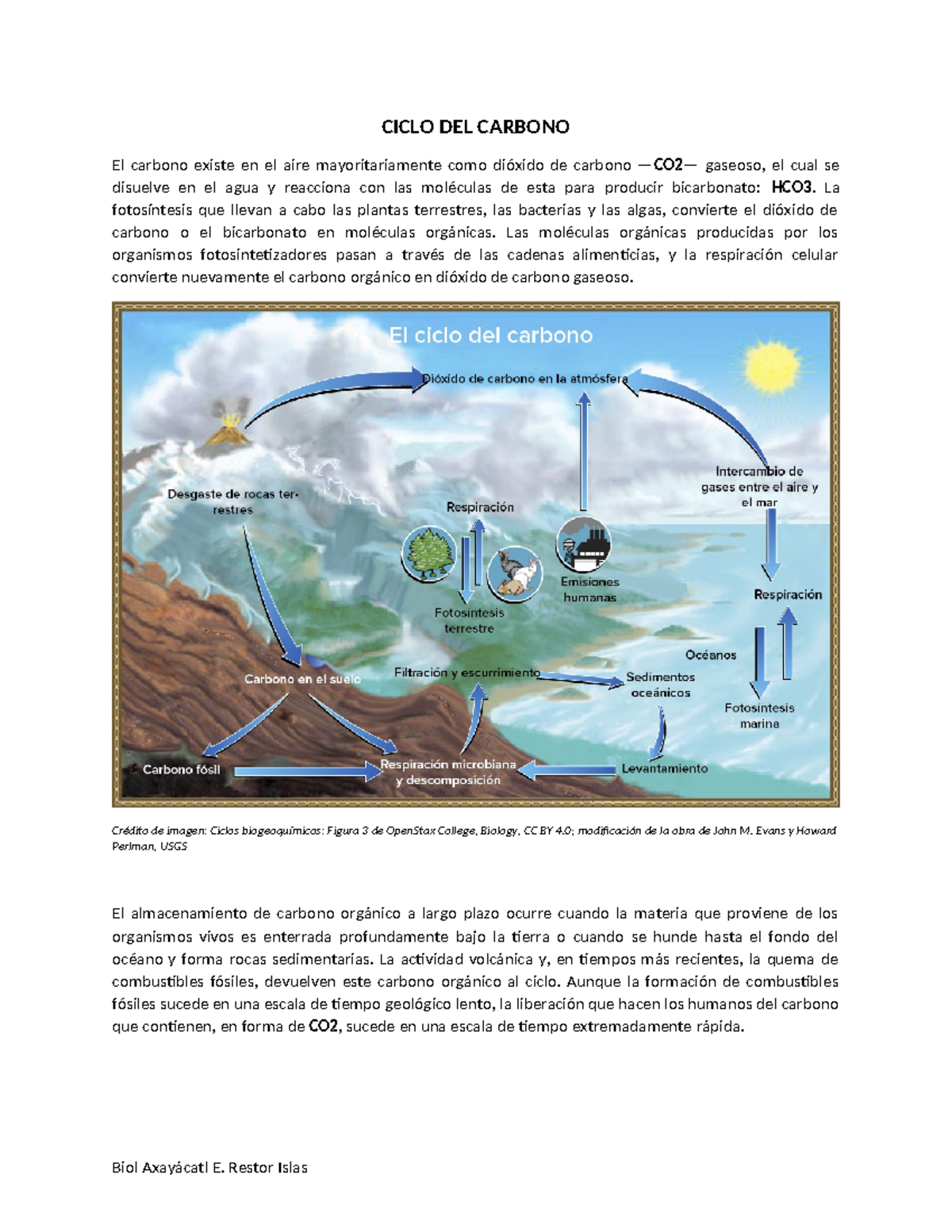 Ciclos Biogeoquimicos - CICLO DEL CARBONO El carbono existe en el aire ...