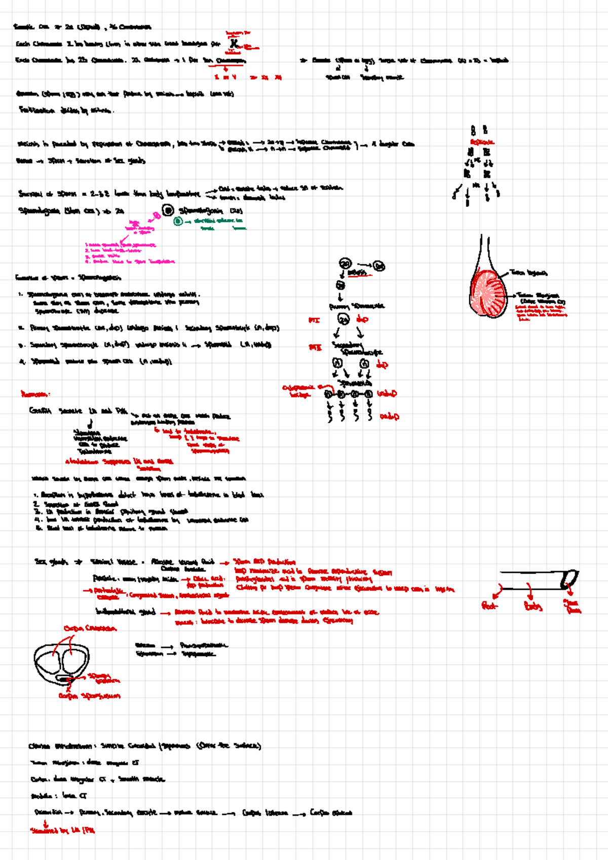 Final - Cell division, Sperm and Egg Answer key - Somatic cell it 2n ...