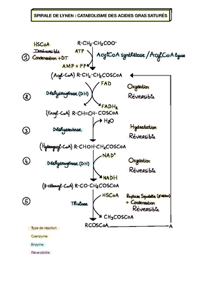 Cours 3- La chaîne respiratoire : mécanisme réactionnelle de la ...