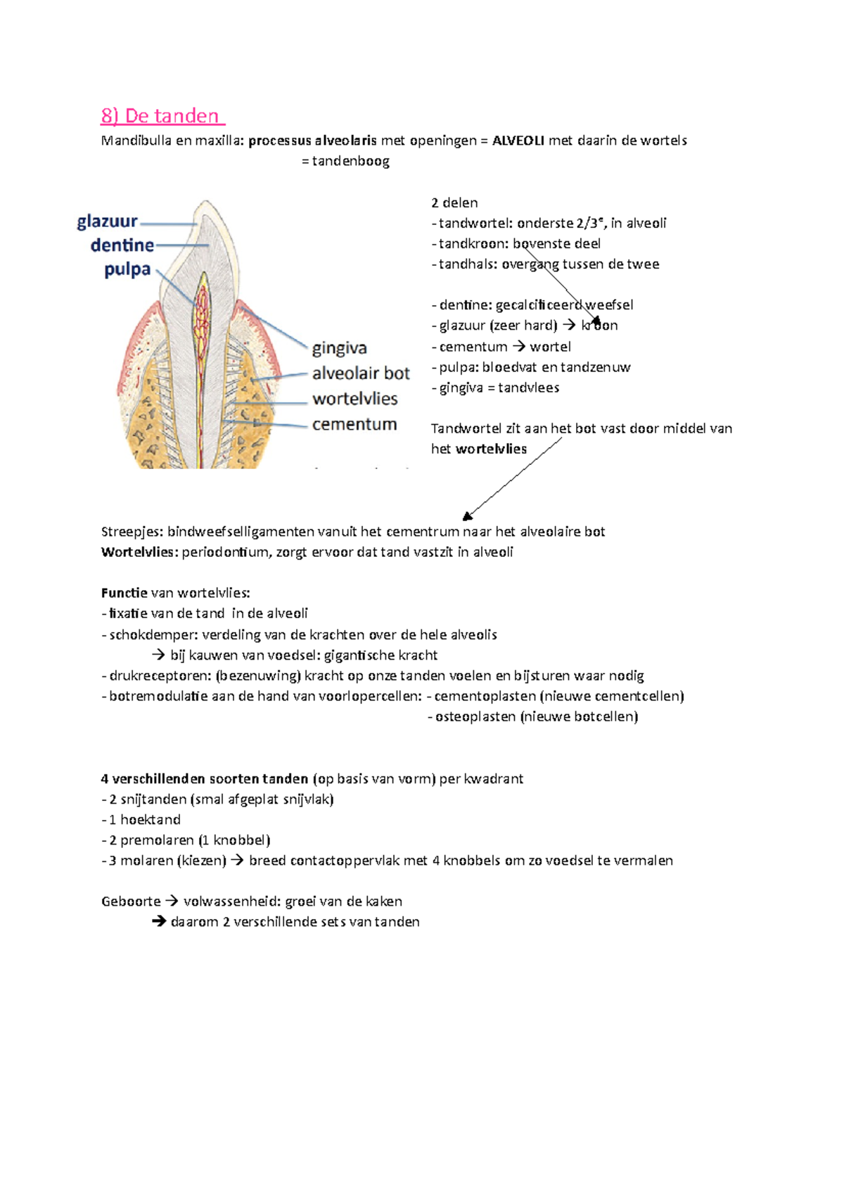 samenvatting articulatie deel 6 - 8) De tanden Mandibulla en maxilla ...