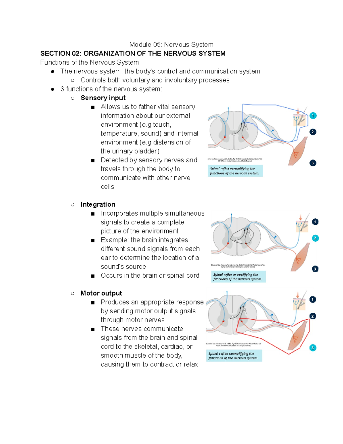 Module 05 Nervous System - Module 05: Nervous System SECTION 02 ...