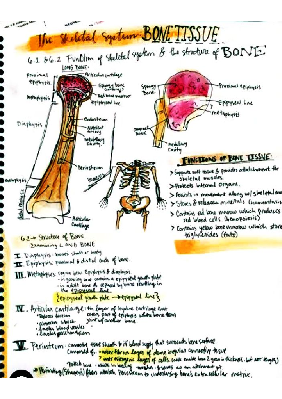 Human body - GROSS ANATOMY - Studocu