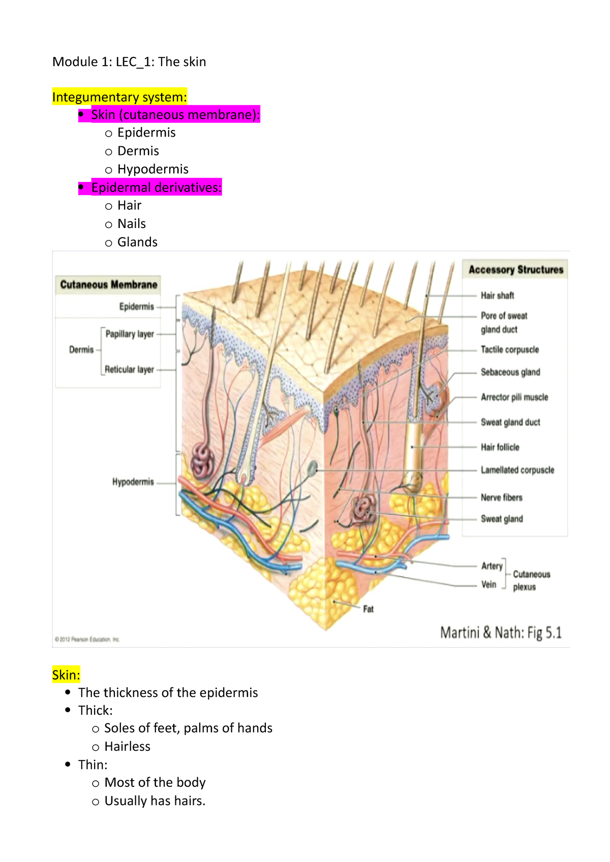 LEC 1 - Lecture 1 note - Skin - BIOM1052 - UQ - Studocu