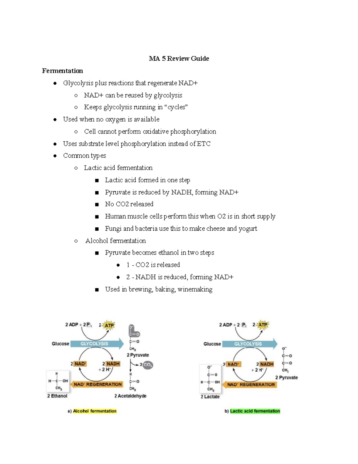 Mini assessment Study Guide - MA 5 Review Guide Fermentation Glycolysis ...