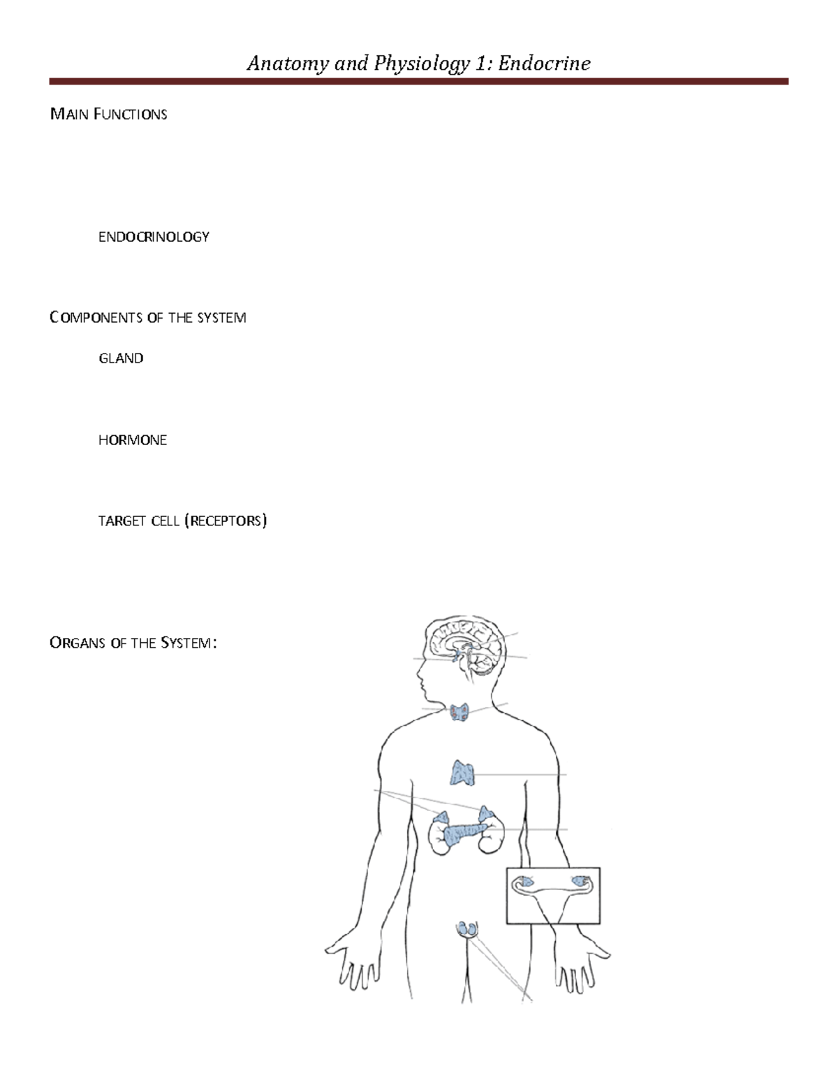 11. AP1 Endocrine outline Template - MAIN FUNCTIONS ENDOCRINOLOGY ...
