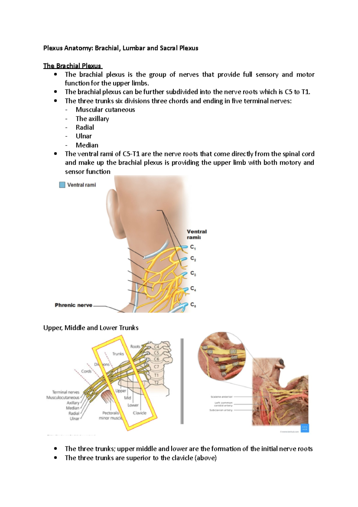 Brachial, Lumbar and Sacral Plexus Anatomy Tutorial Notes - Plexus ...