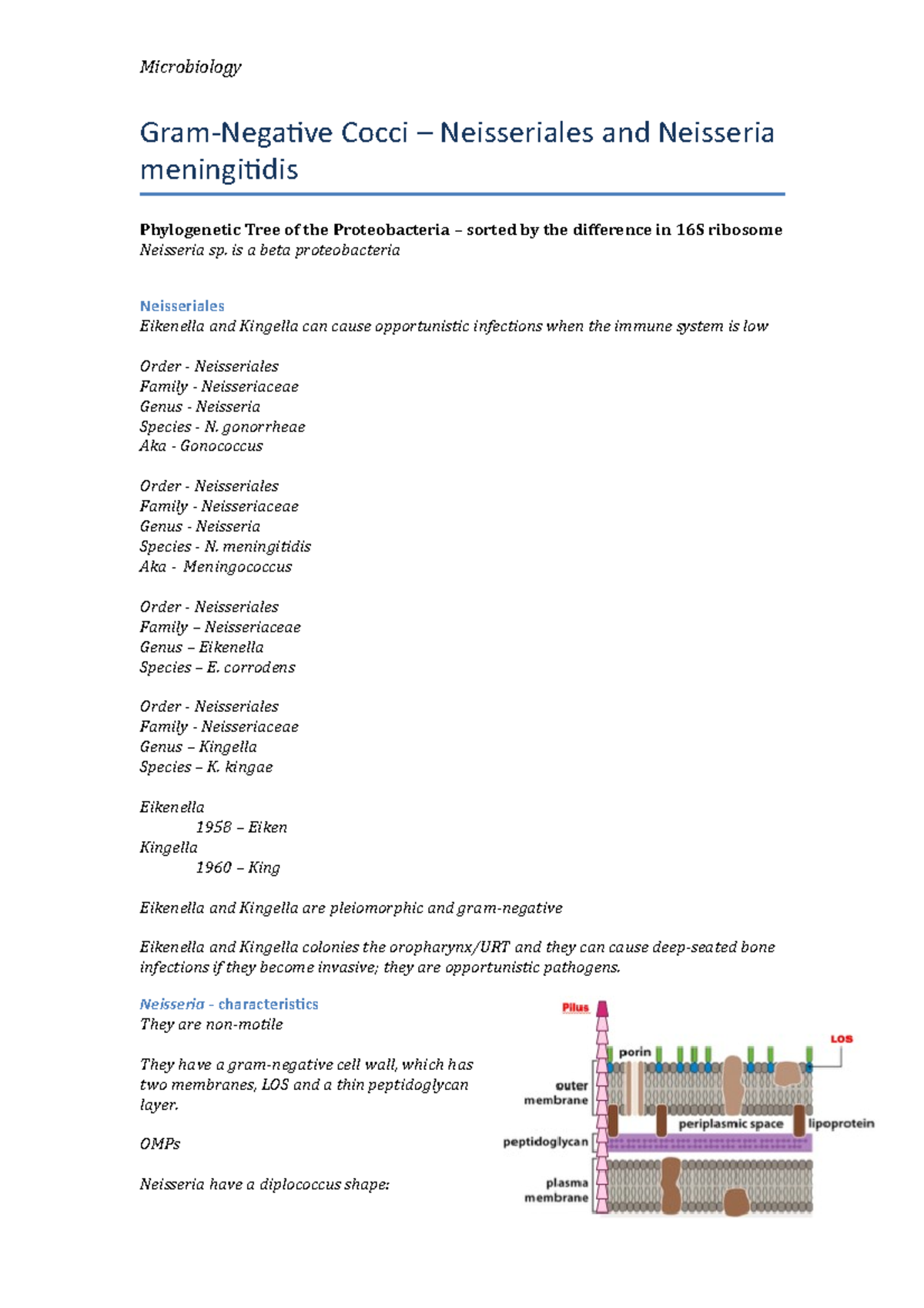 Microbiology Neisseria - Microbiology Gram-Negative Cocci ...