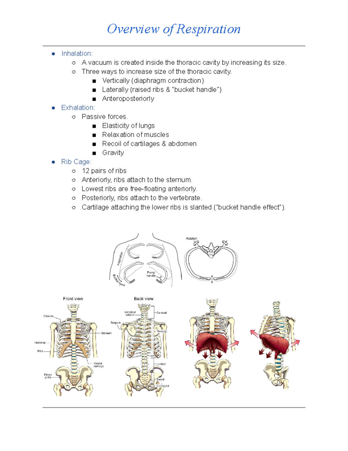 Breathing and Speech Notes - Overview of Respiration Inhalation: A ...