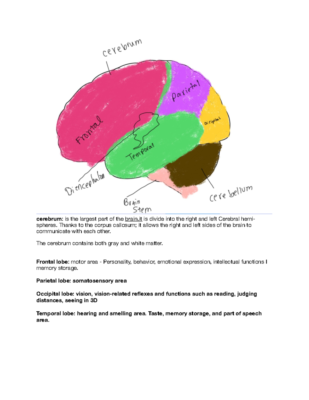 Brain and its functions - cerebrum: is the largest part of the brain is ...