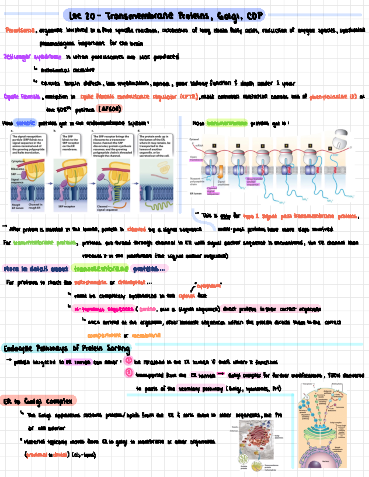 Lecture 8 Transmembrane Proteins, Golgi, COP - ####### Lec 20 ...
