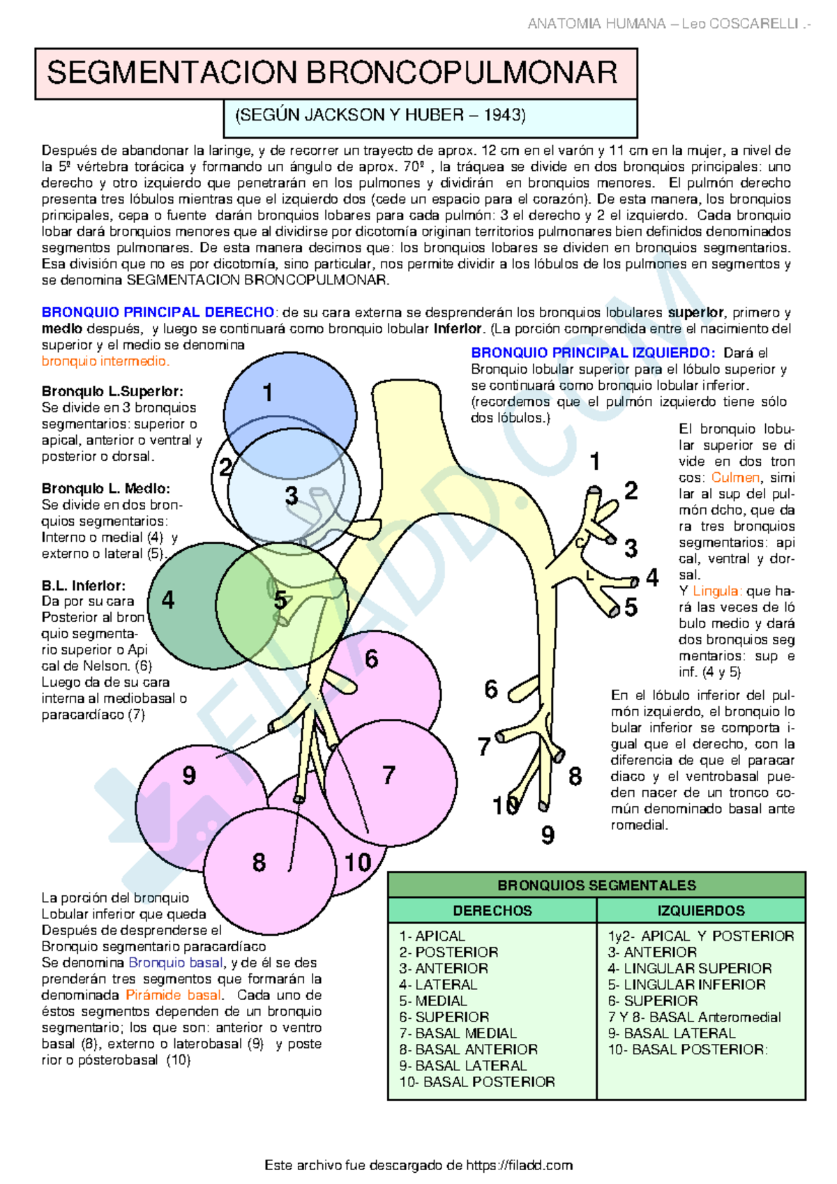 Segmentacion broncopulmonar - ANATOMIA HUMANA – Leo COSCARELLI .- (SEGÚN JACKSON Y HUBER – 1943 ...