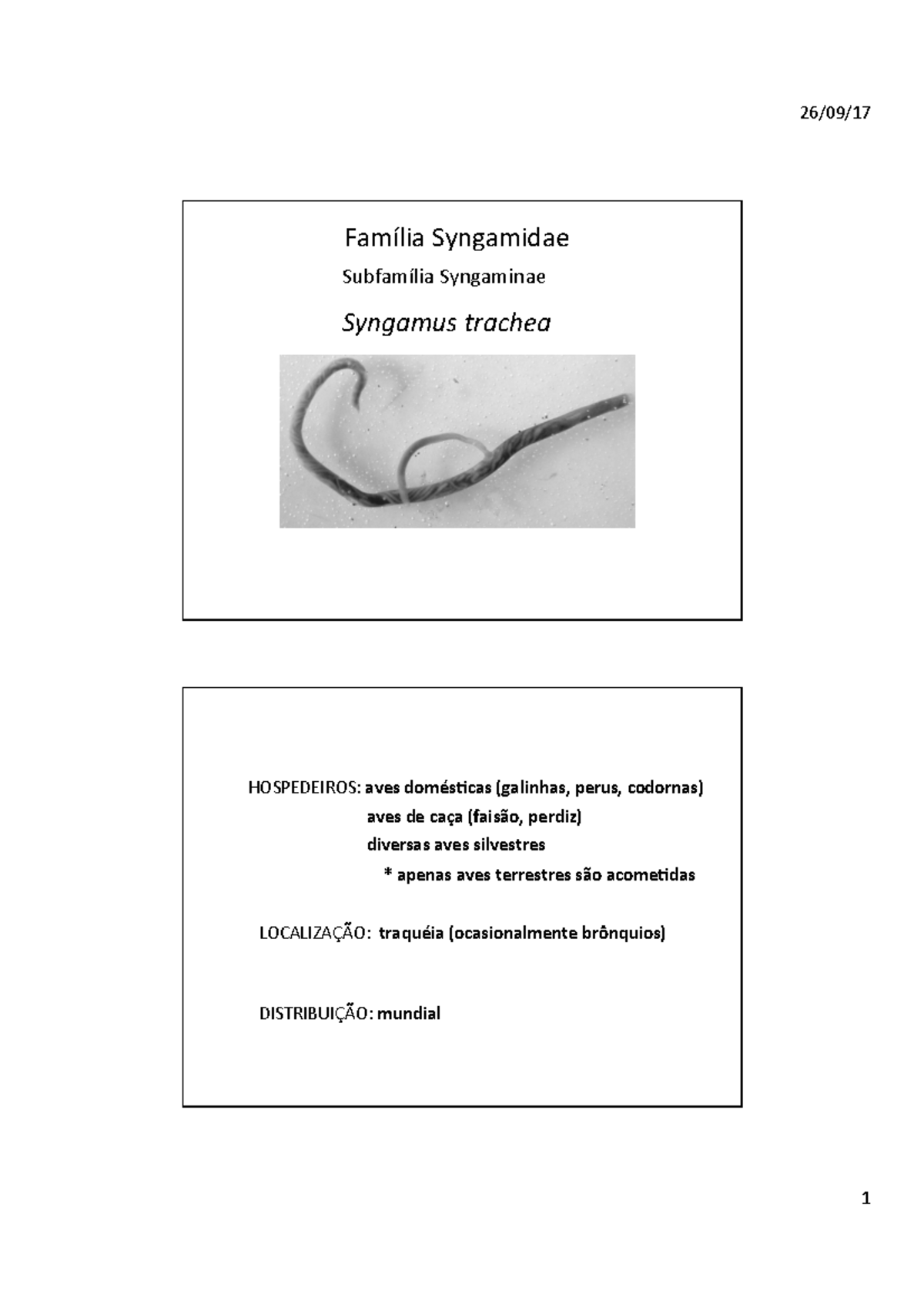PDF Aula Parasito II Syngamus trachea - Syngamus trachea Família ...