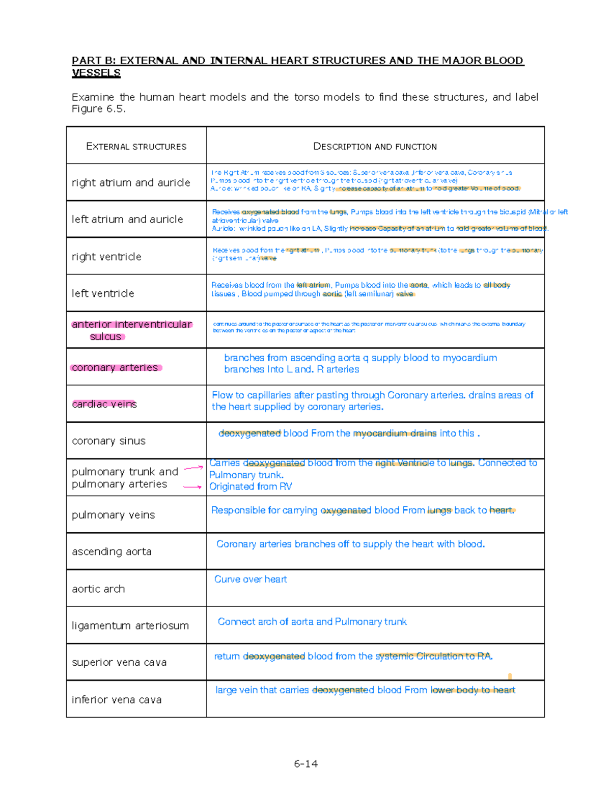 LAB 6 - Blood Cells 4 - Lab 6 - Answer key - 6- PART B: EXTERNAL AND ...