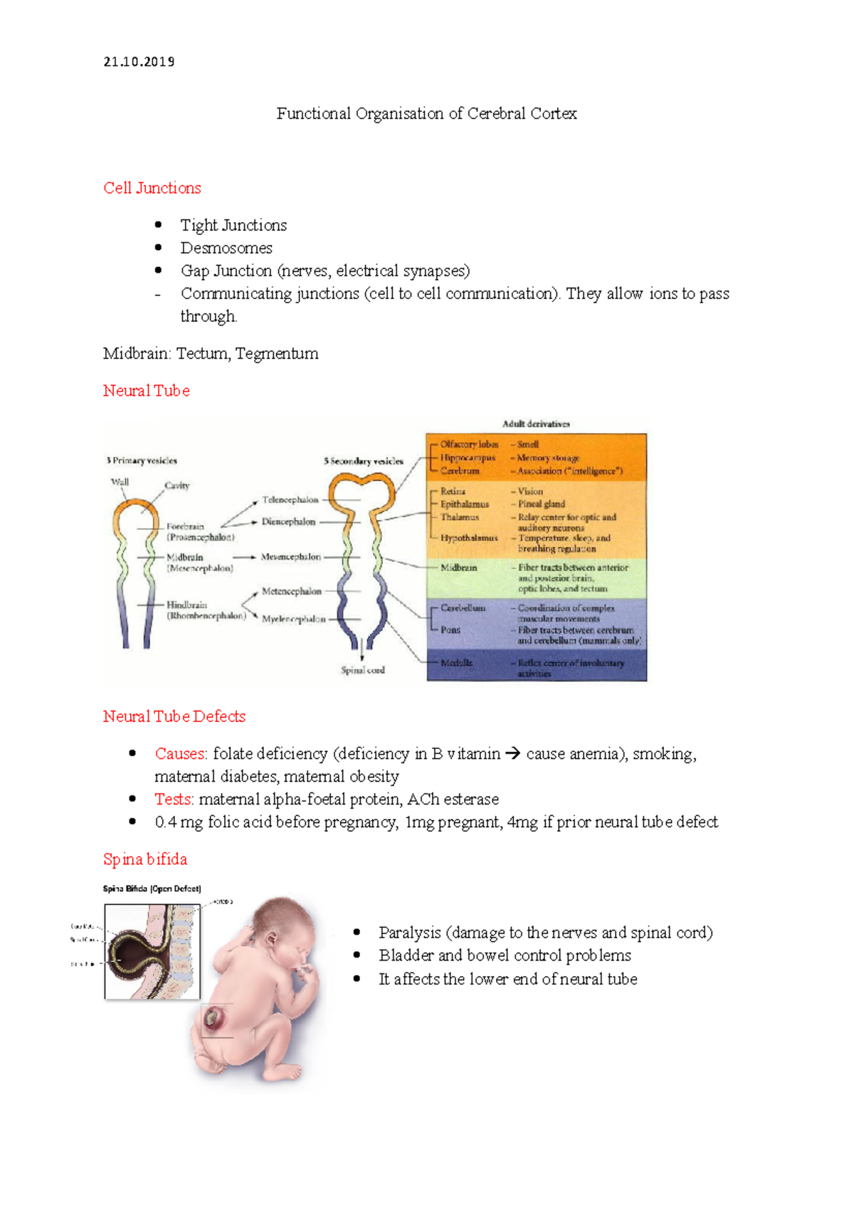 05 Functional Organisation Of Cerebral Cortex Functional Organisation Of Cerebral Cortex Cell