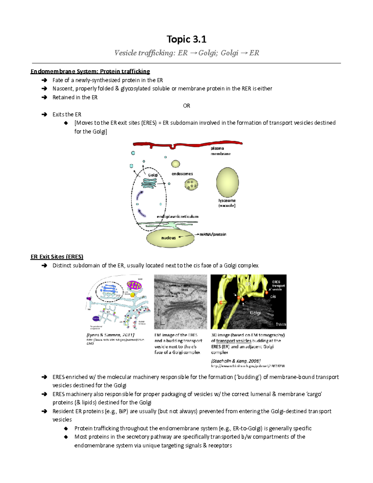 3.1 - Vesicle Trafficking - Google Docs - Topic 3. Vesicle trafficking ...