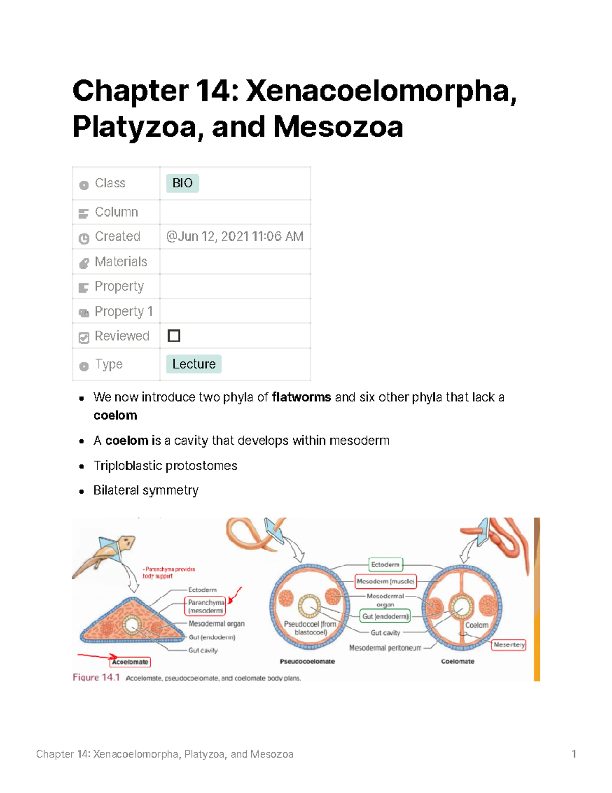 Chapter 14 Xenacoelomorpha Platyzoa and Mesozoa - Chapter 14 ...