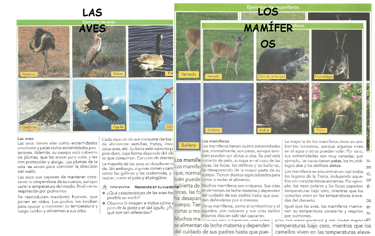 AVES Y Mamiferos - FACIL DE APRENDER - bachiller - LAS AVES Responde en ...
