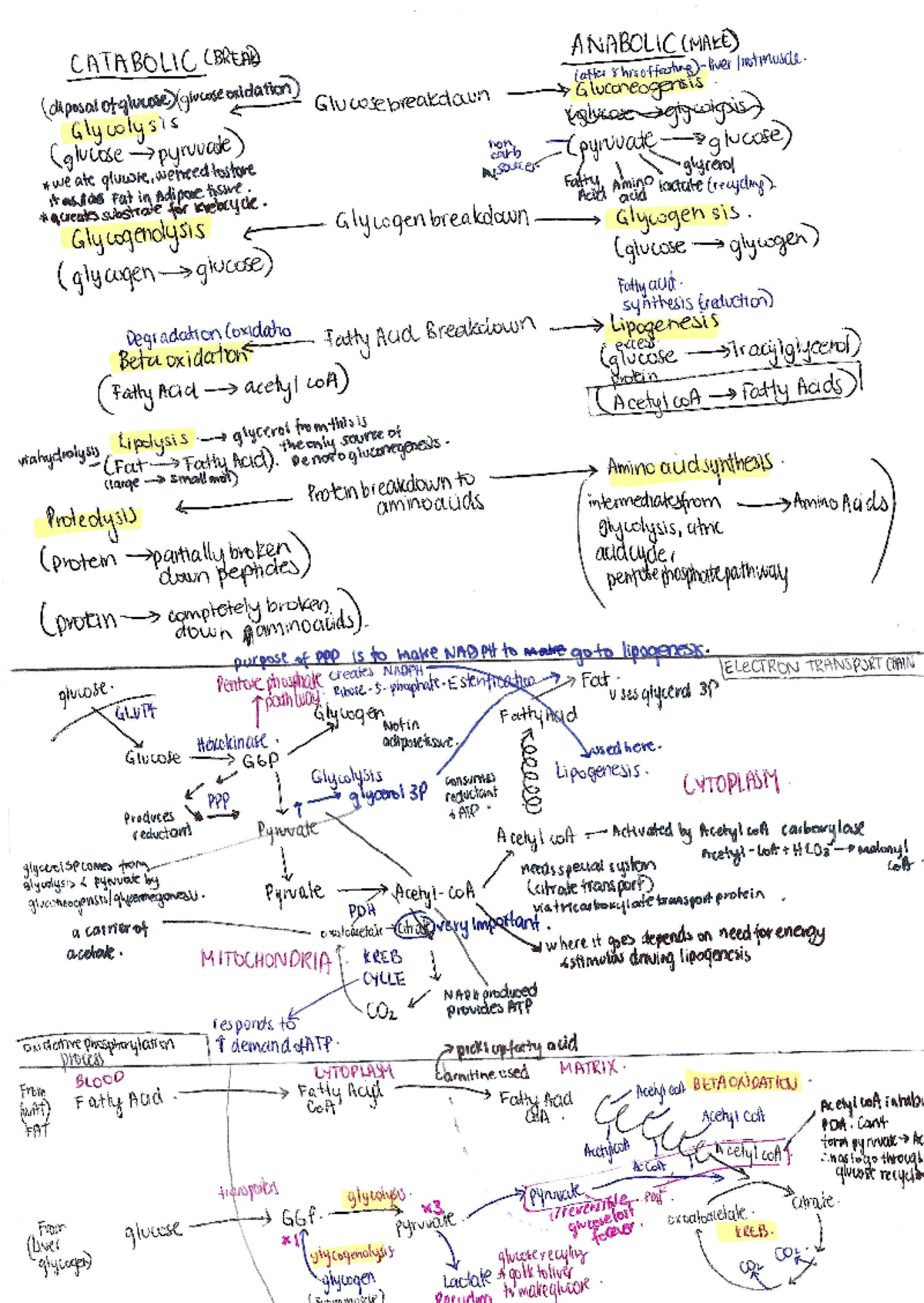 Catabolic and anabolic processes summary - BCMB2001 - Studocu