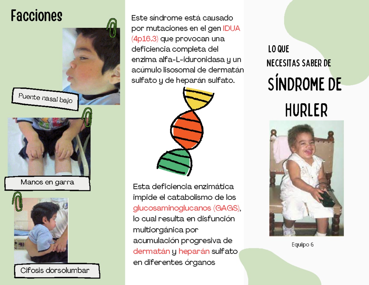 Sindrome de hurler - Este síndrome está causado por mutaciones en el ...
