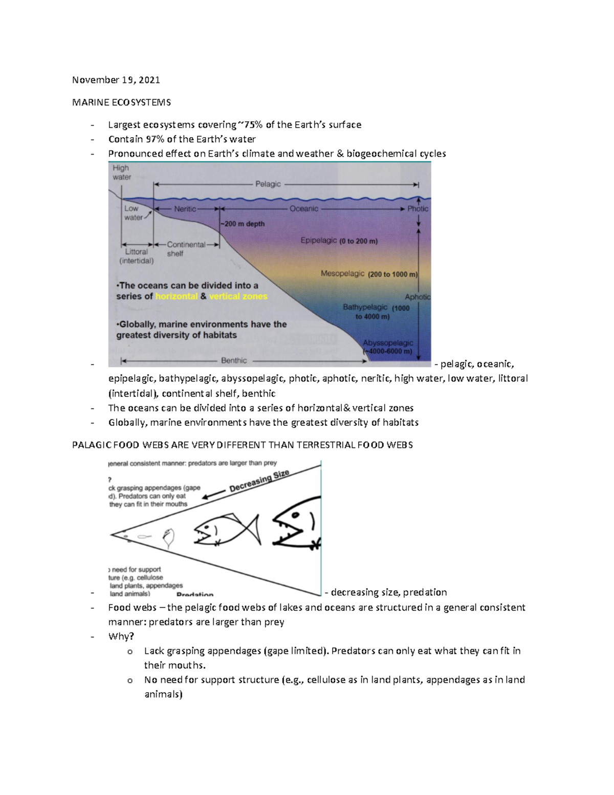 November 19 - marine ecosystems, pelagic food webs vs terrestrial food ...