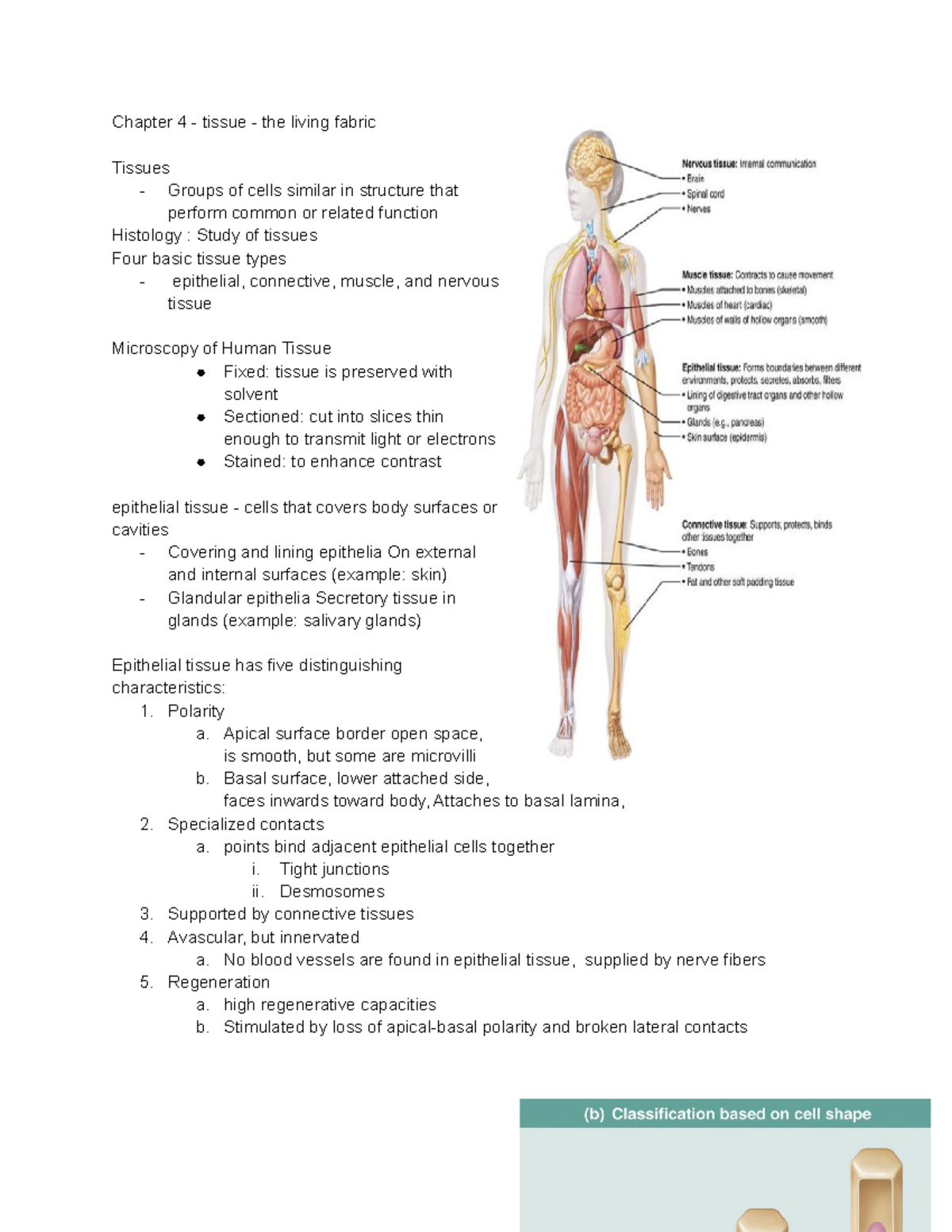 Tissues Anatomy Practice Quizzes