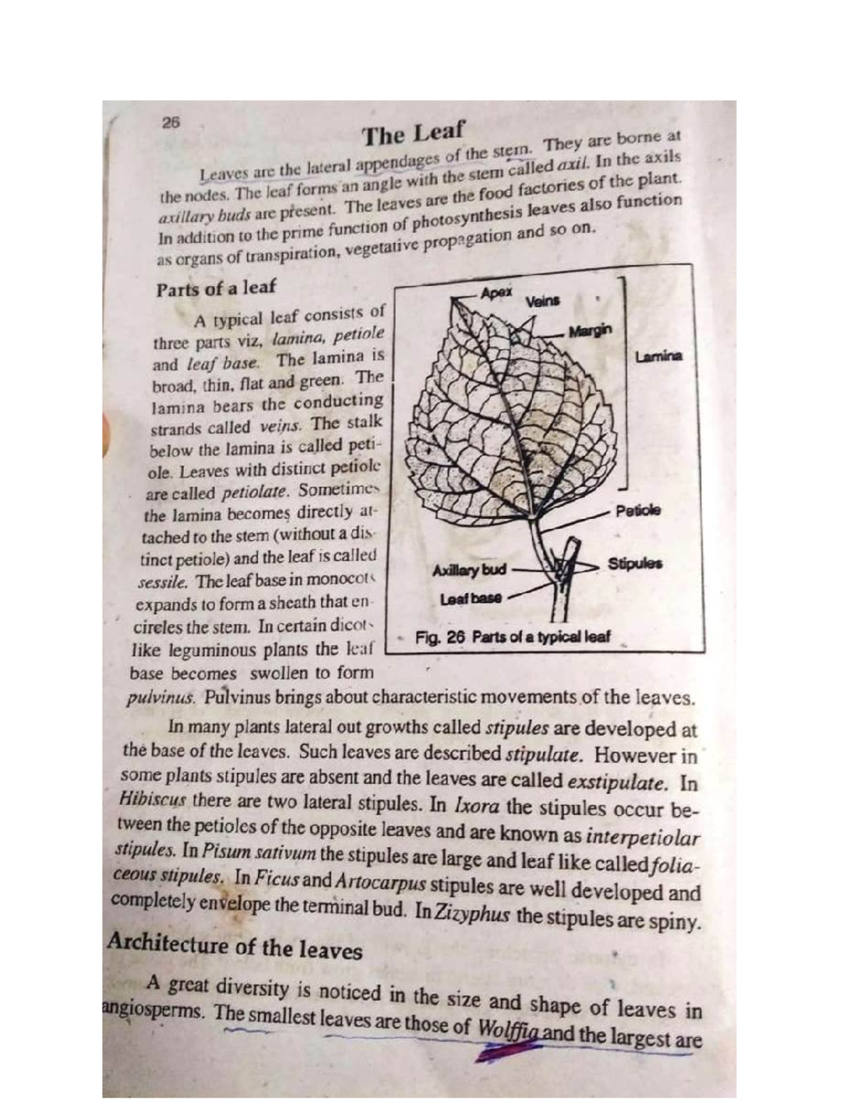 Morphology of Angiosperms The Leaf - botany - Studocu