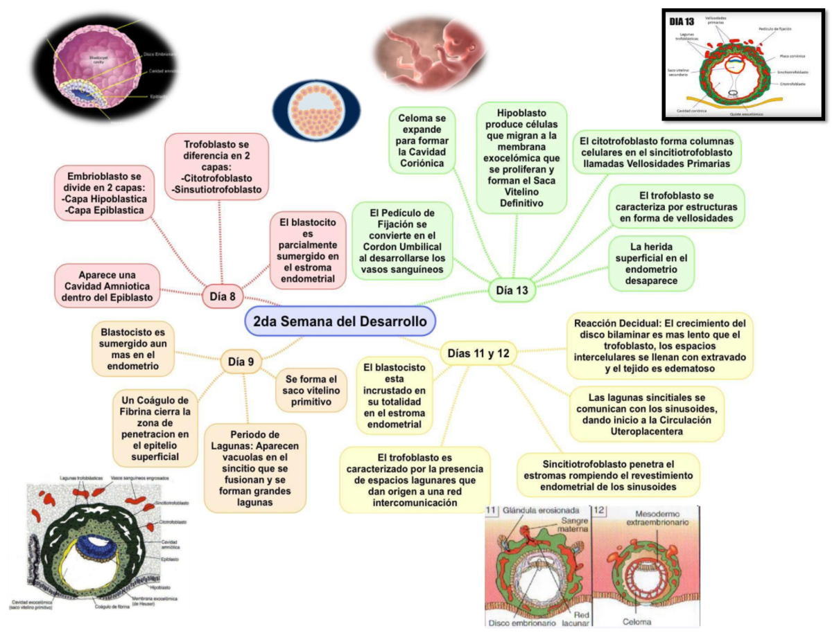 MAPA Embrio - trabajo - Embriología - Studocu