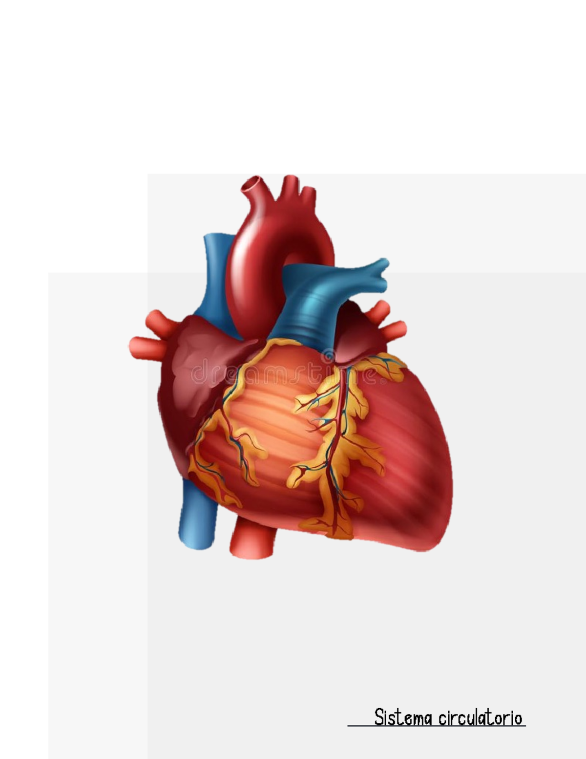 Circulatorio - RESUMEN CIRCU - Sistema circulatorio SEMANA 01: Guía de la sesion N° 1 Representa ...