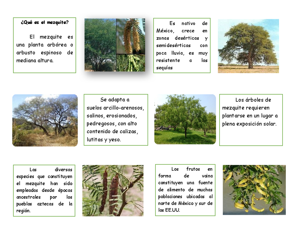 Mezquite - ESCRITO - ¿Qué es el mezquite? El mezquite es una planta ...