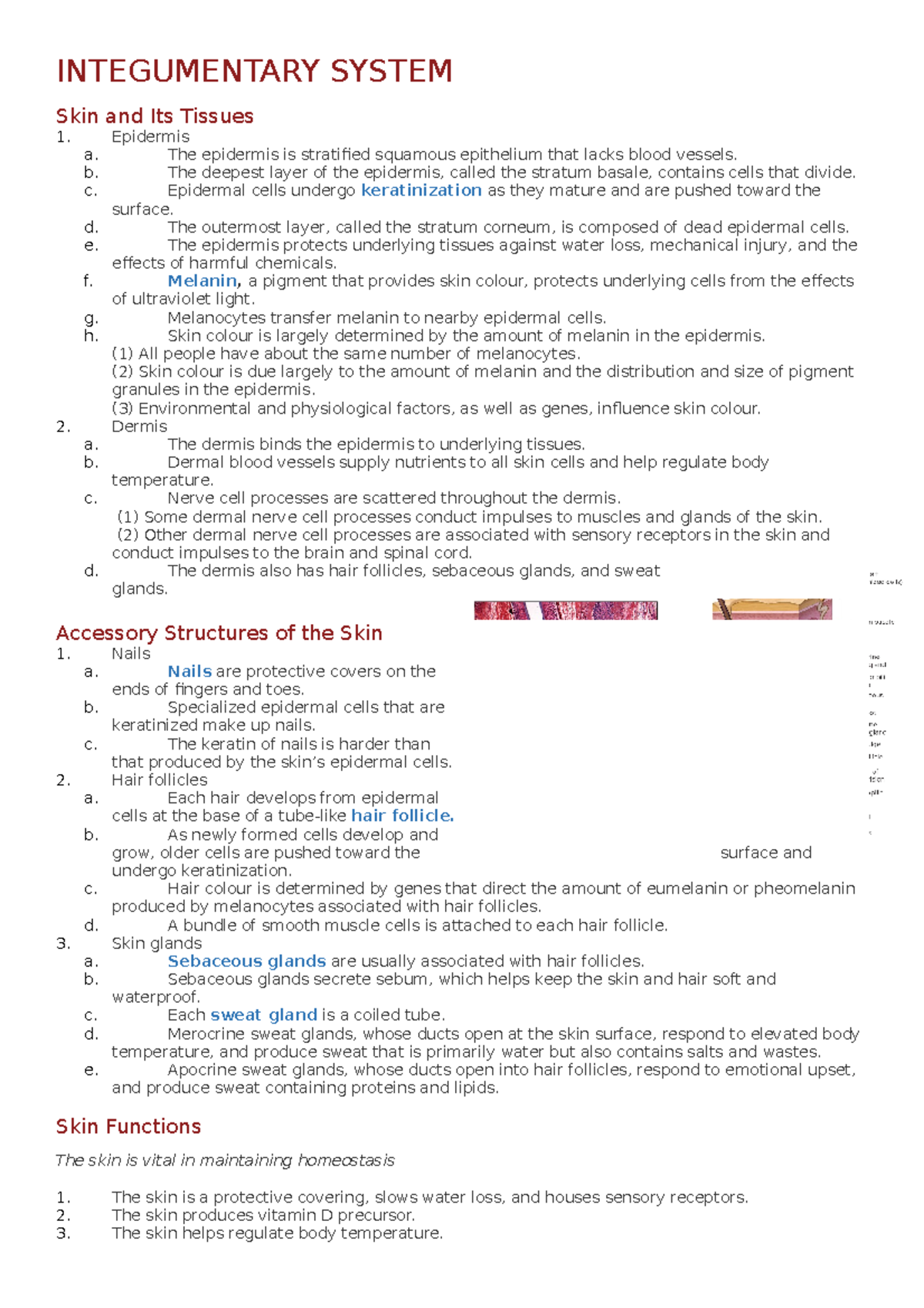 Integumentary system - INTEGUMENTARY SYSTEM Skin and Its Tissues ...