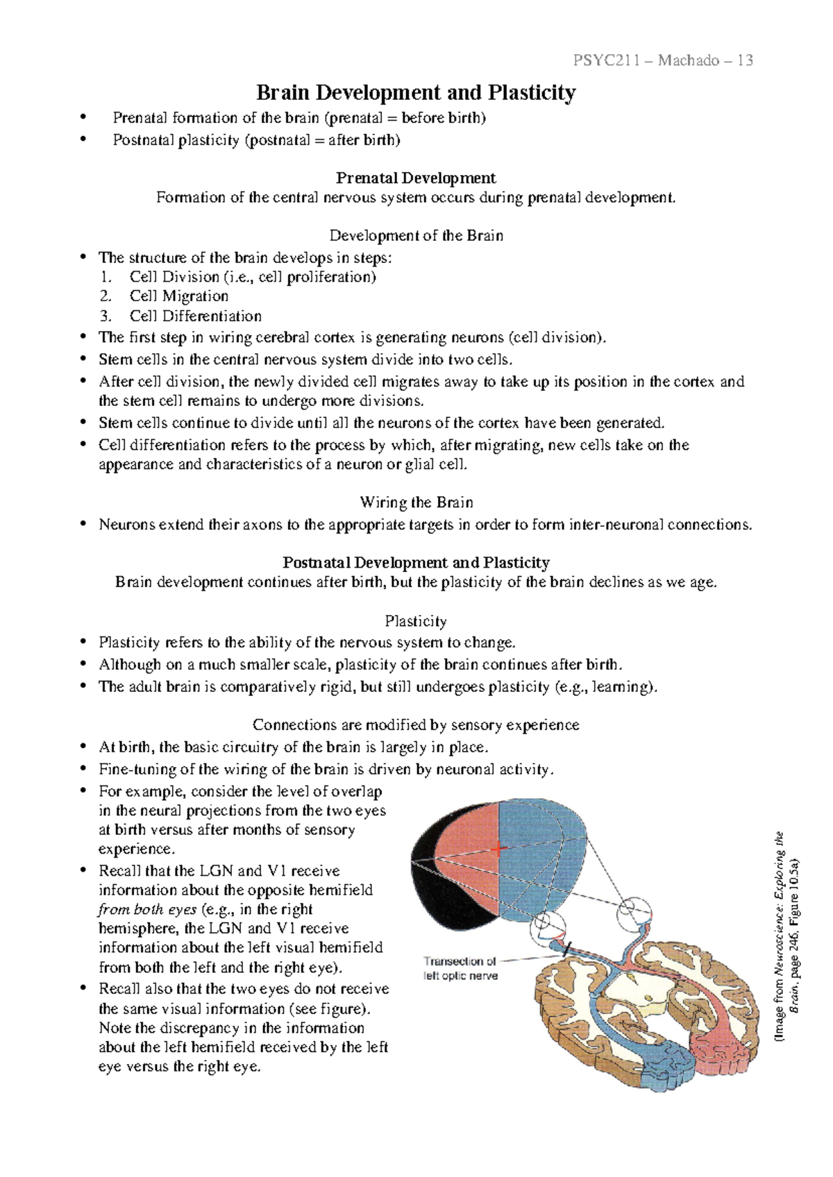 13. Development & Plasticity - Brain Development and Plasticity ...
