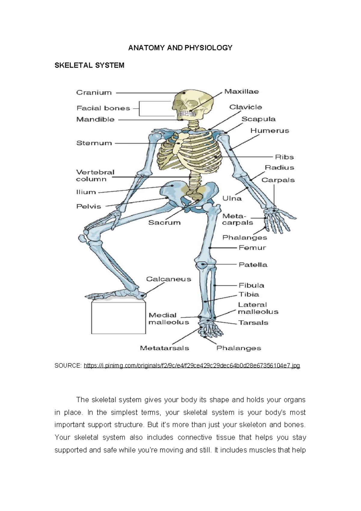 Hematopoietic Changes IN Elderly - ANATOMY AND PHYSIOLOGY SKELETAL ...