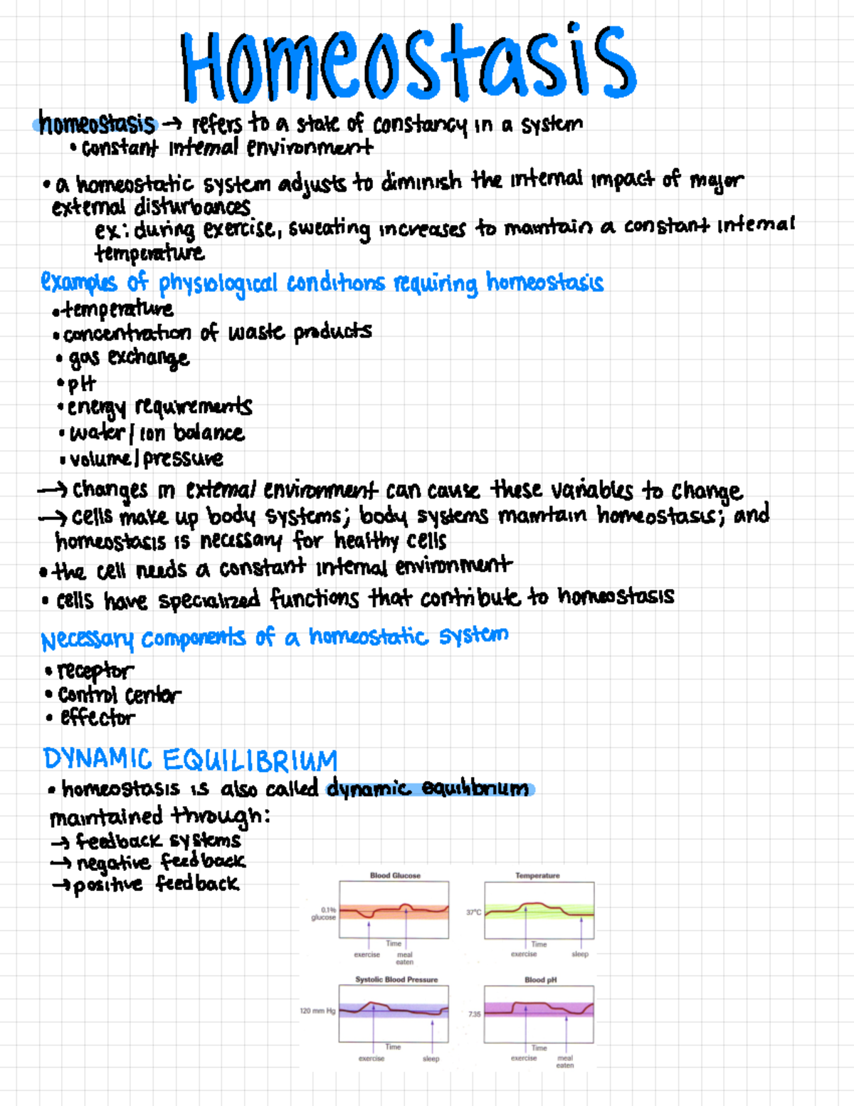 Homeostasis - ulrich - BIOL 1103K - Studocu