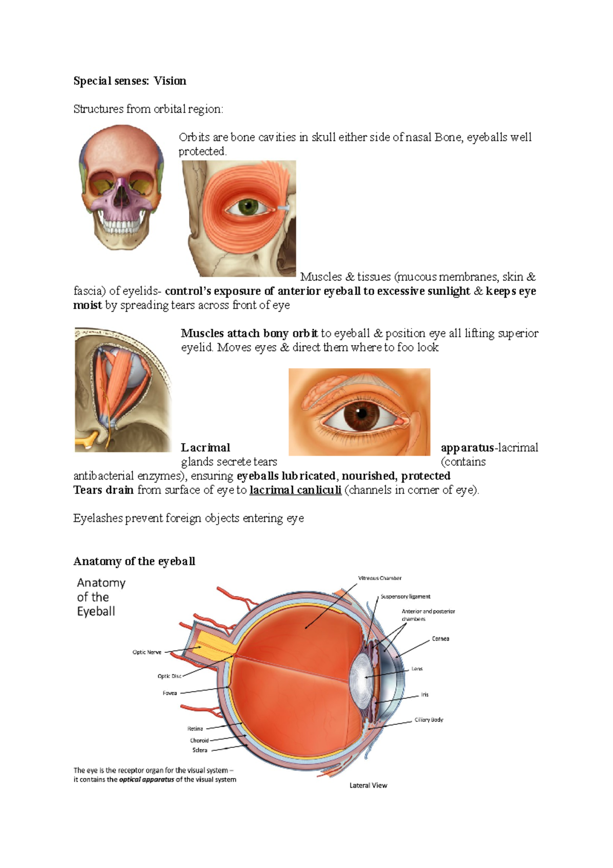 Special senses - Lecture notes Anatomy class - ANPH 215 - StuDocu