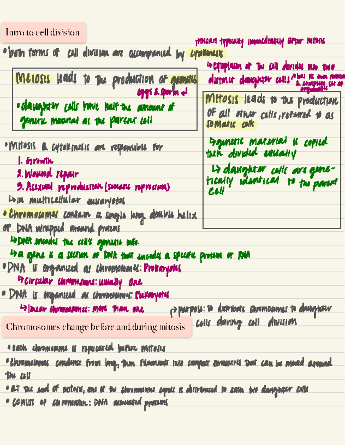 Cell Cycle - Biology 160 - Intro to cell division Chromosomes change ...