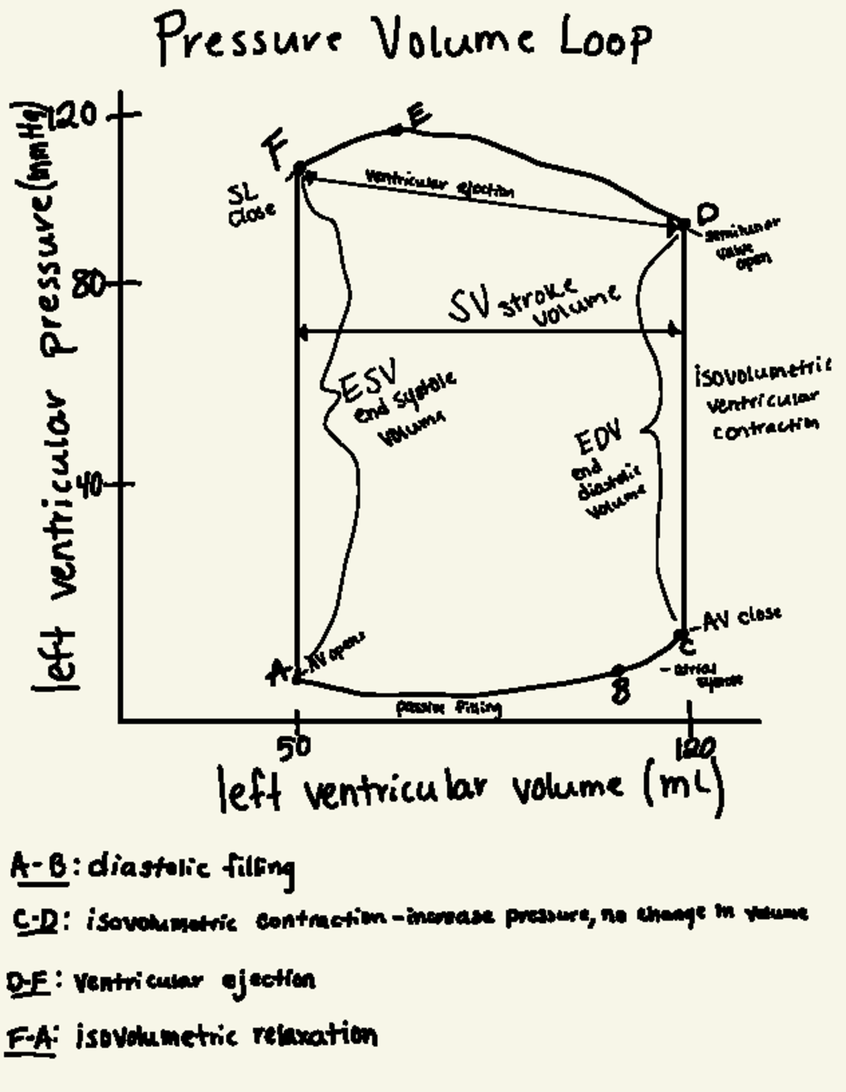 Pressure Volume Loop - Professor: James Strauss - Pressure Vo l u m e ...