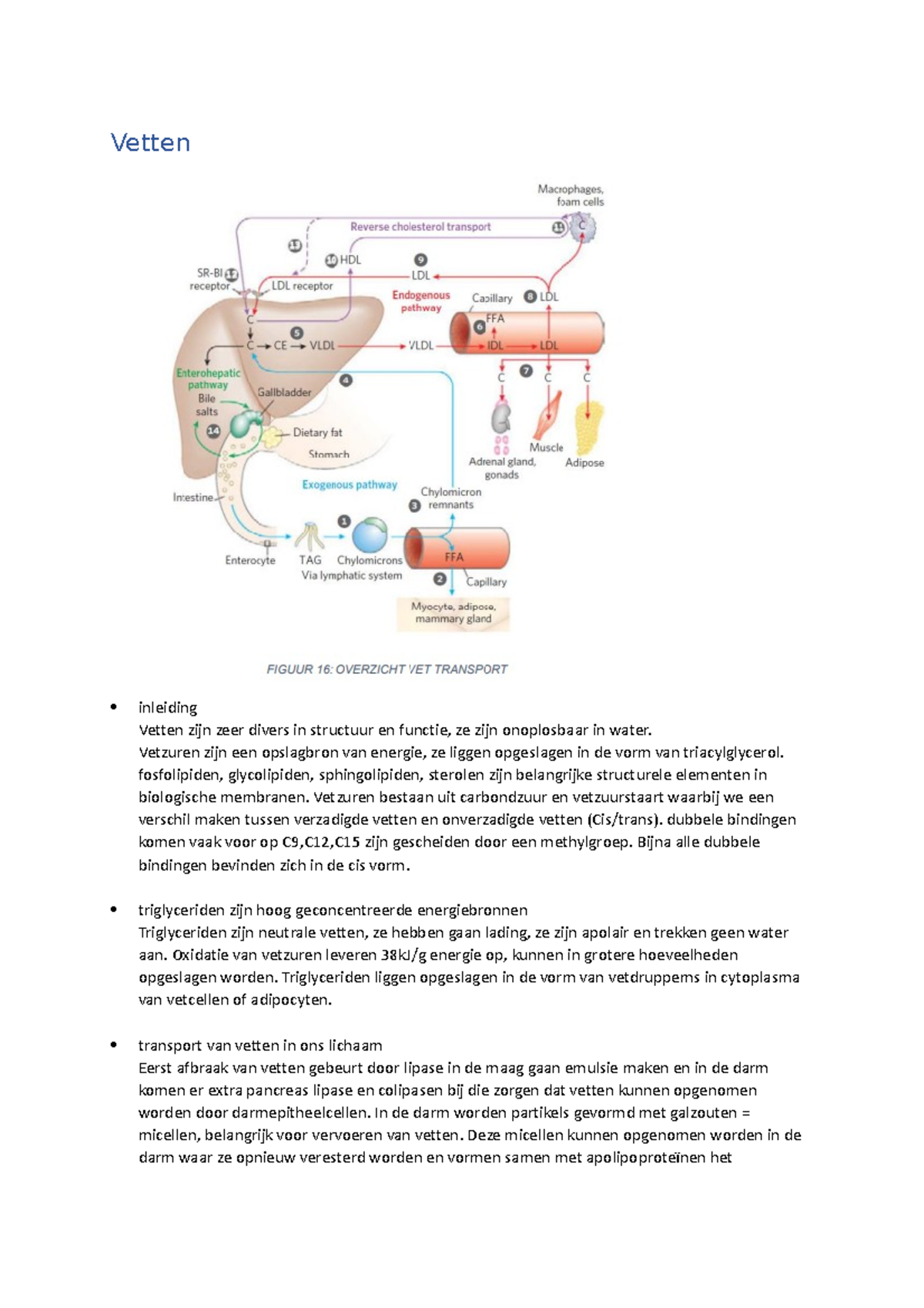 Vetten - korte samenvatting/opsomming van de belangrijkste enzymen en ...