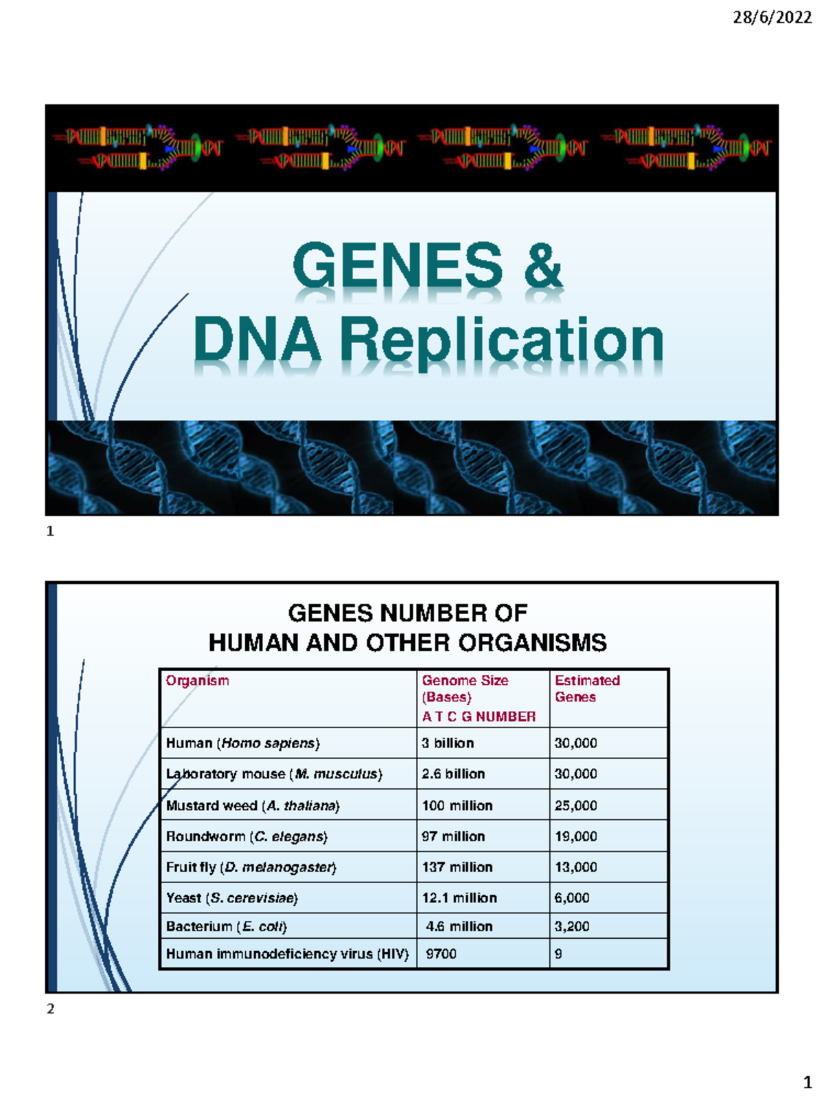 Chapter 4 - Cell Division II Genes&DNA Replication - GENES & DNA Replication GENES NUMBER OF ...