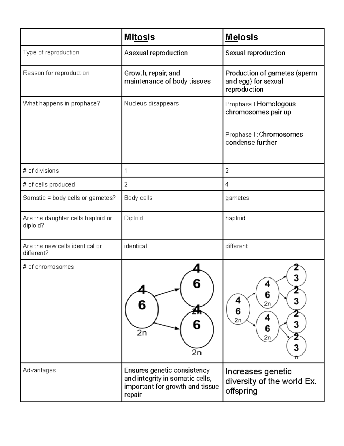 Copy of Mitosis vs Meiosis worksheet - Mitosis Meiosis Type of ...
