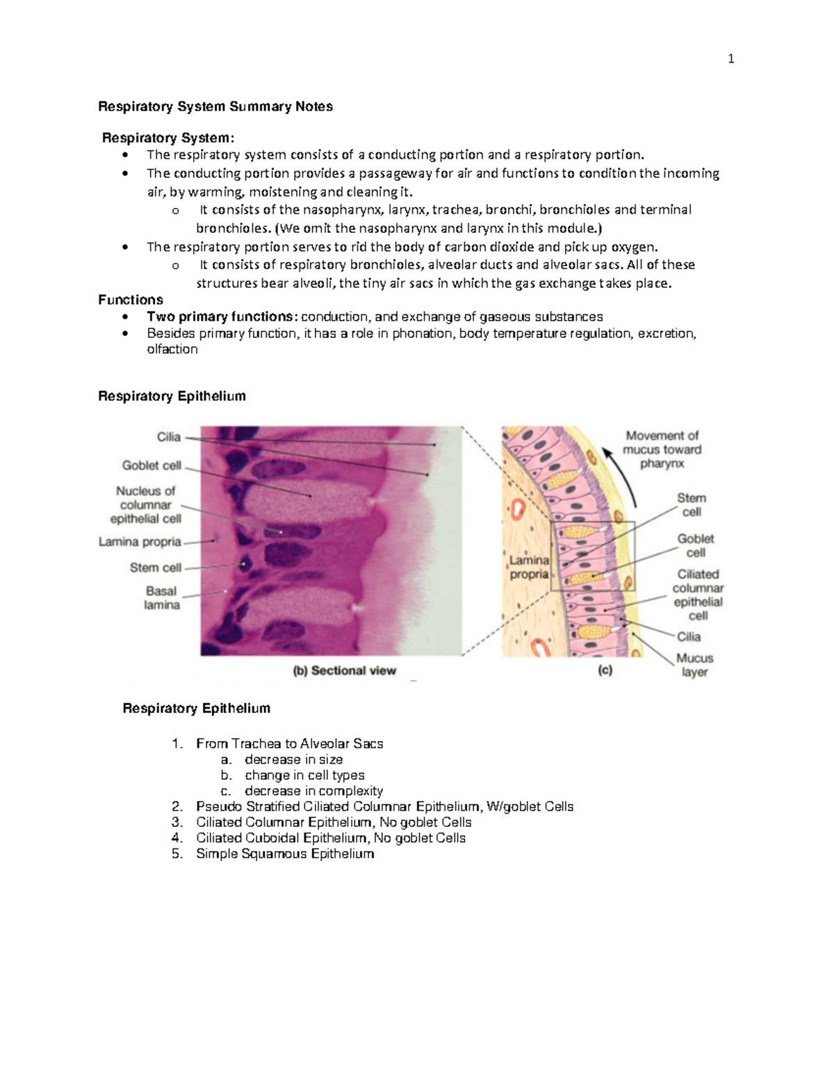 Respiratory-System-Summary Notes - Respiratory System Summary Notes ...