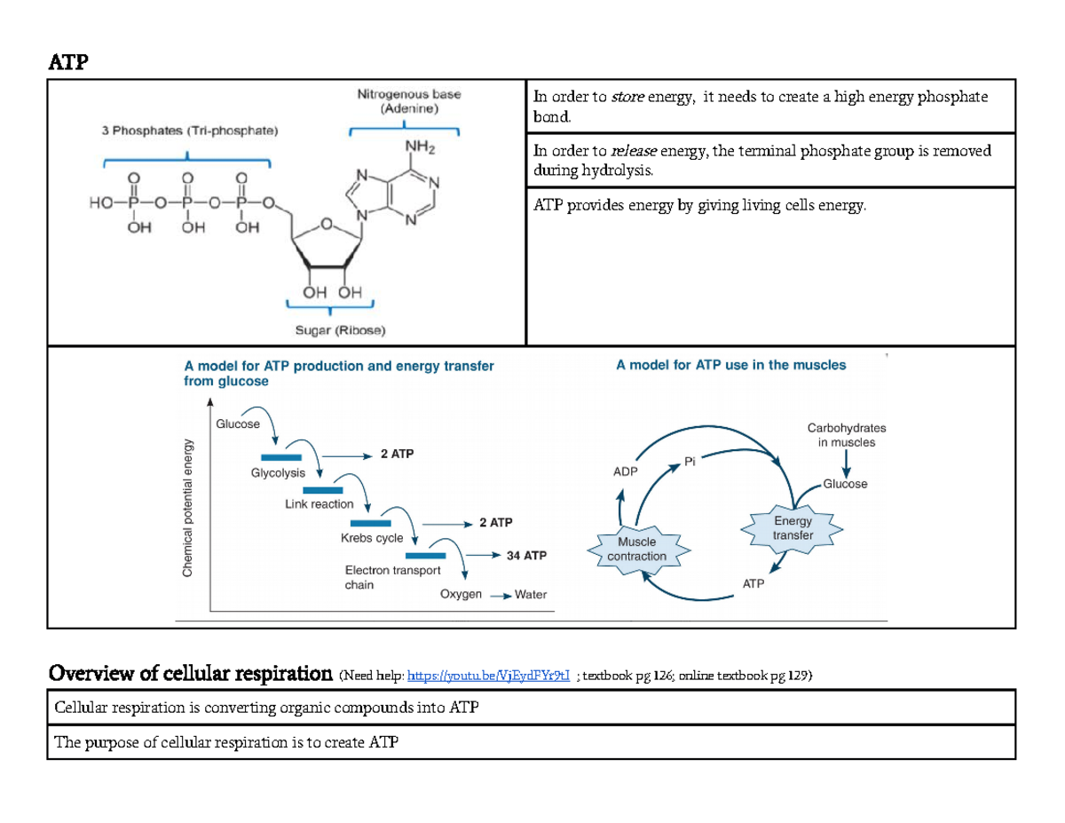 Overview of cellular respiration - ATP In order to store energy, it ...