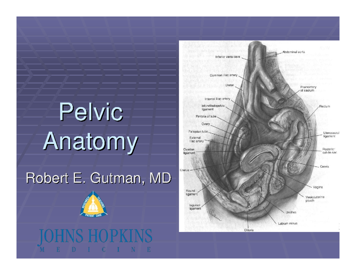Pelvic Anatomy For Resident - Pelvic Pelvic Anatomy Anatomy Robert E ...