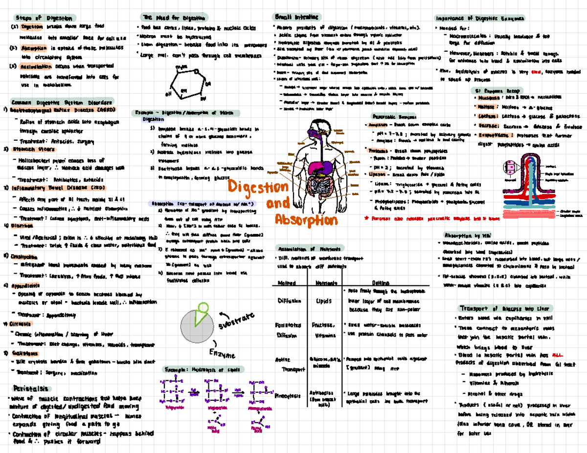Digestion And Absorption Page Summary - o 8 I 8 o o o É § Io s u J i ÷ ...