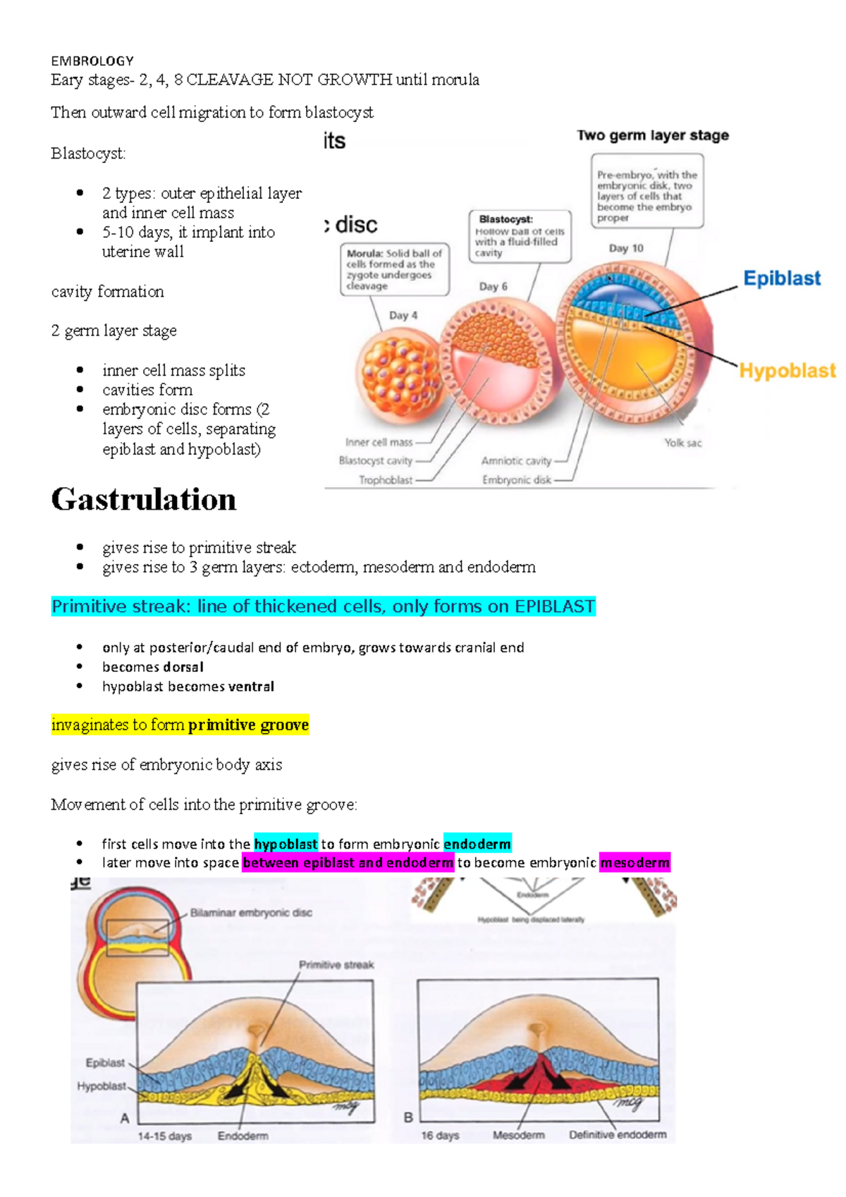 Embryology notes - Eary stages- 2, 4, 8 CLEAVAGE NOT GROWTH until ...