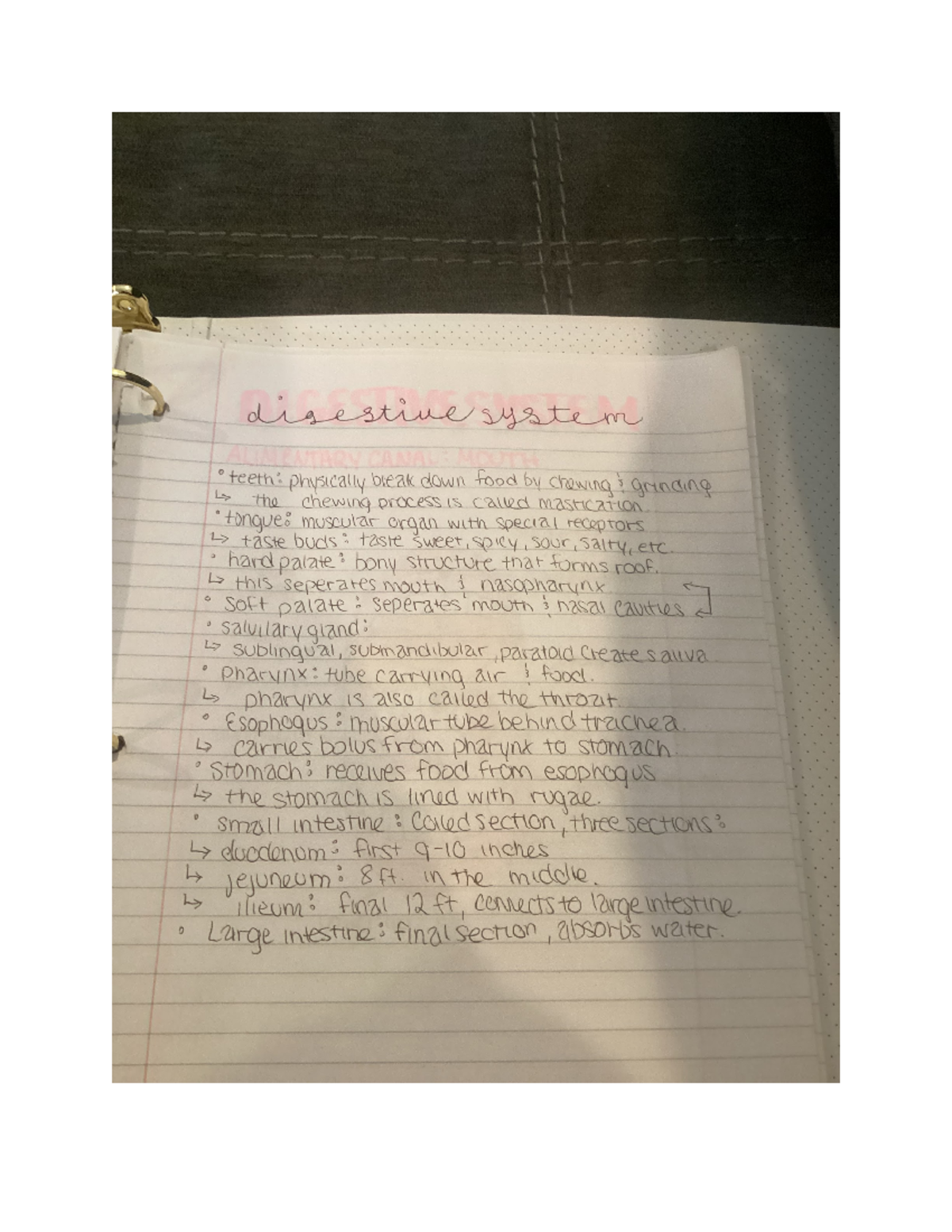 Digestive system notes - Studocu