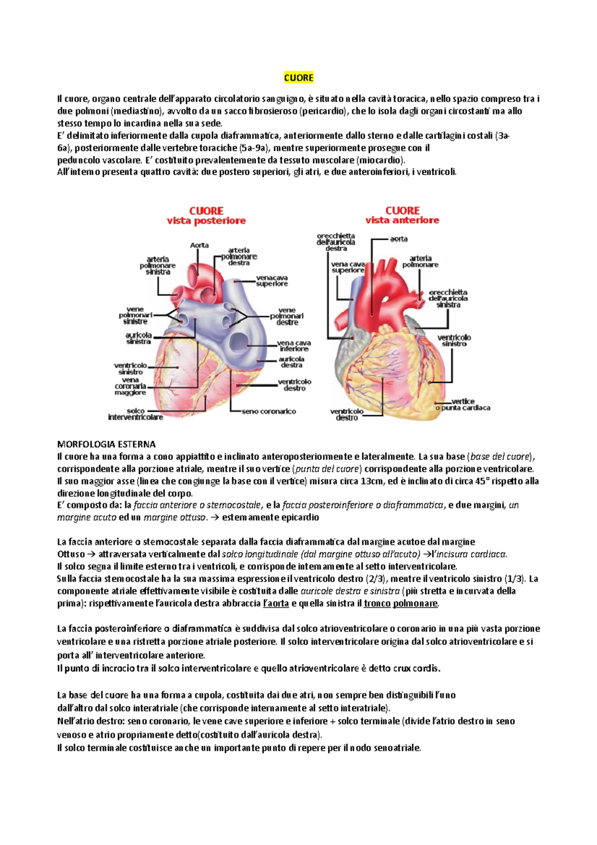 Cuore - introduzione e morfologia esterna - CUORE Il cuore, organo ...