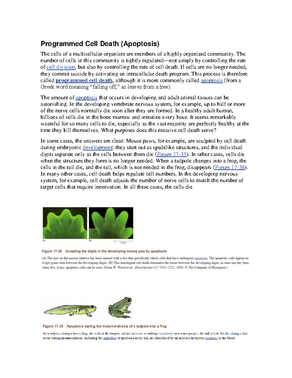 Programmed Cell Death - muerte celular/apoptosis - Programmed Cell ...