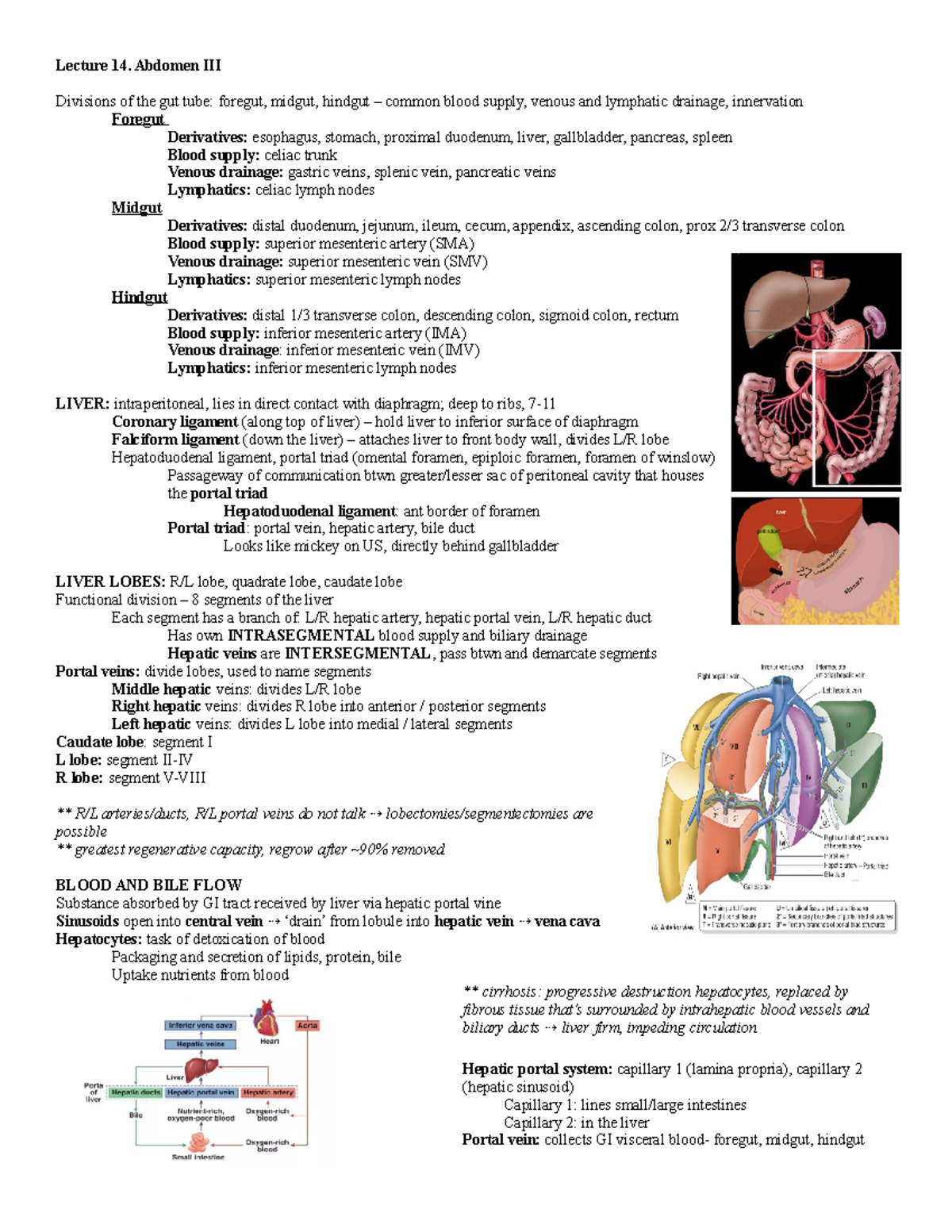 Anatomy Exam 3 Abd III - 3 divisions of gut, biliary tree and organs ...